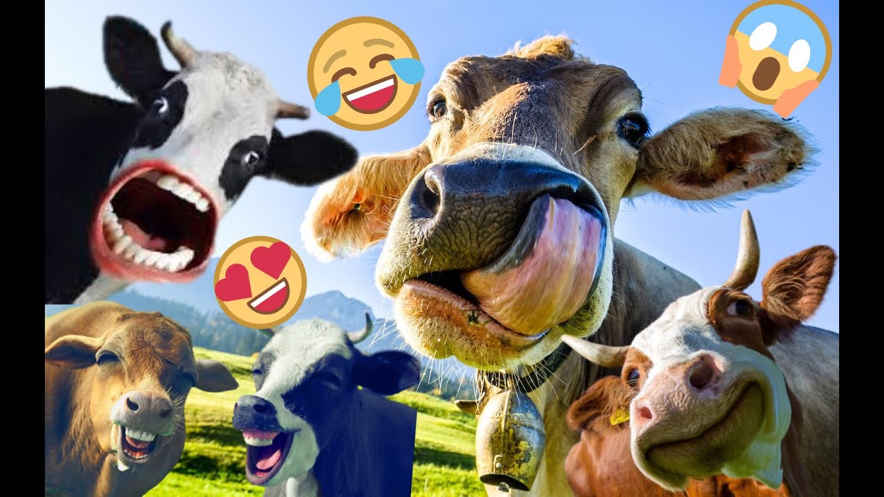 HAPPY COW VIDEO 🐮🐄FUNNY COW VIDEO - YouTube