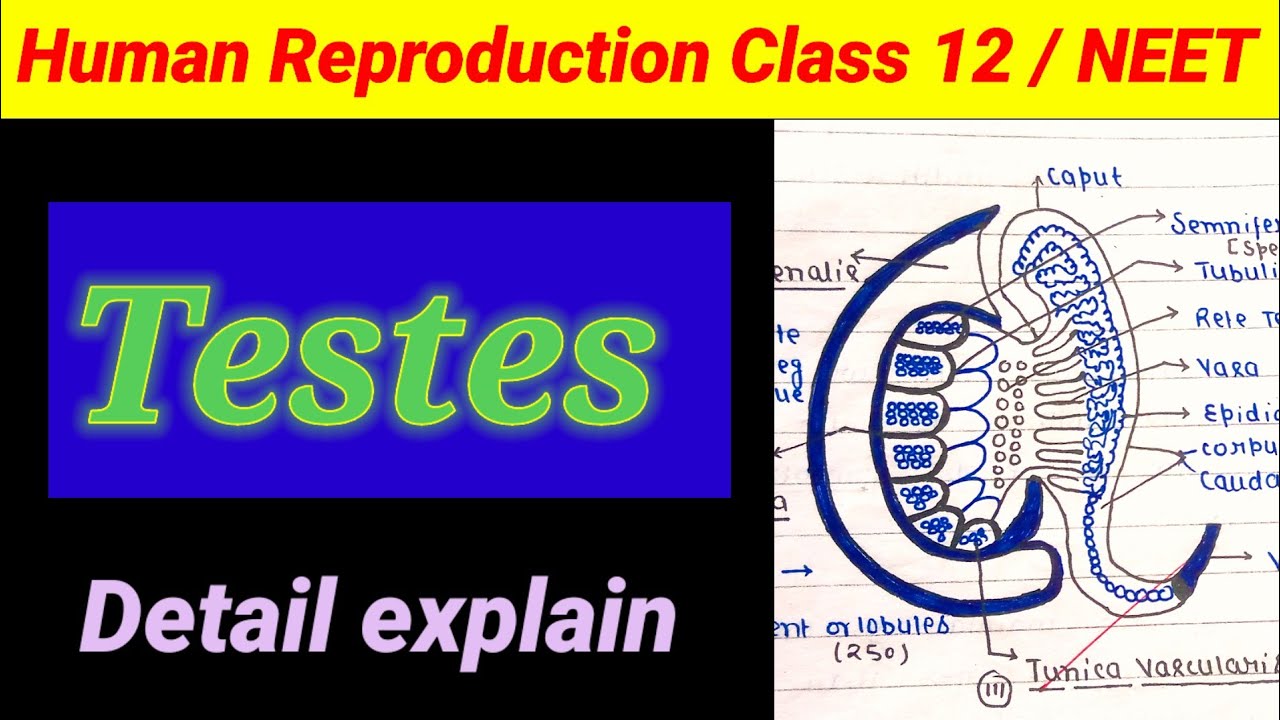 Testes | Internal Structure Of Testes | Flow Of Sperm | Human ...