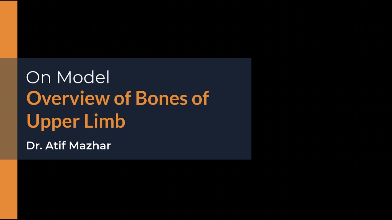 Overview of Bones of Upper Limb on Model - YouTube