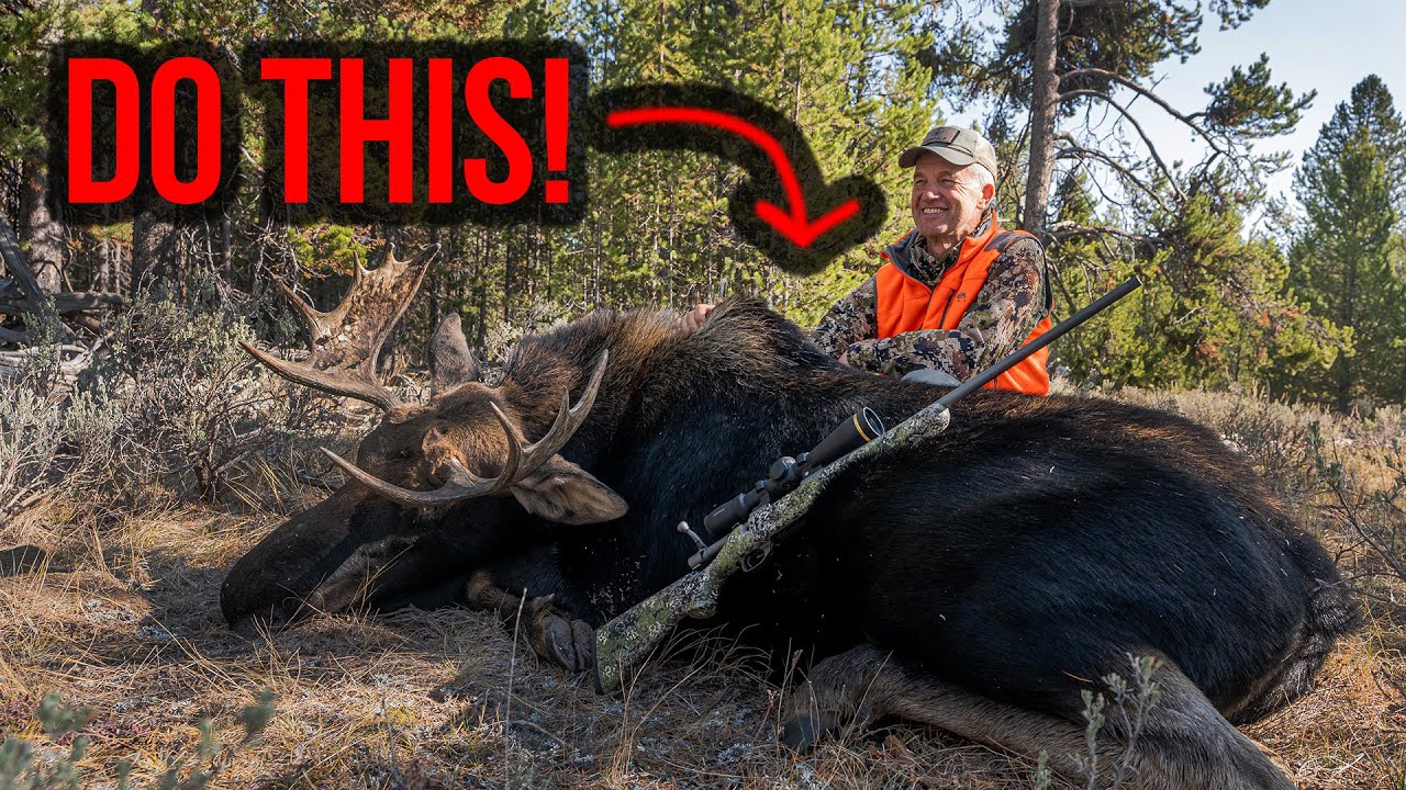 Moose, Goat and Sheep in IDAHO & MONTANA - YouTube