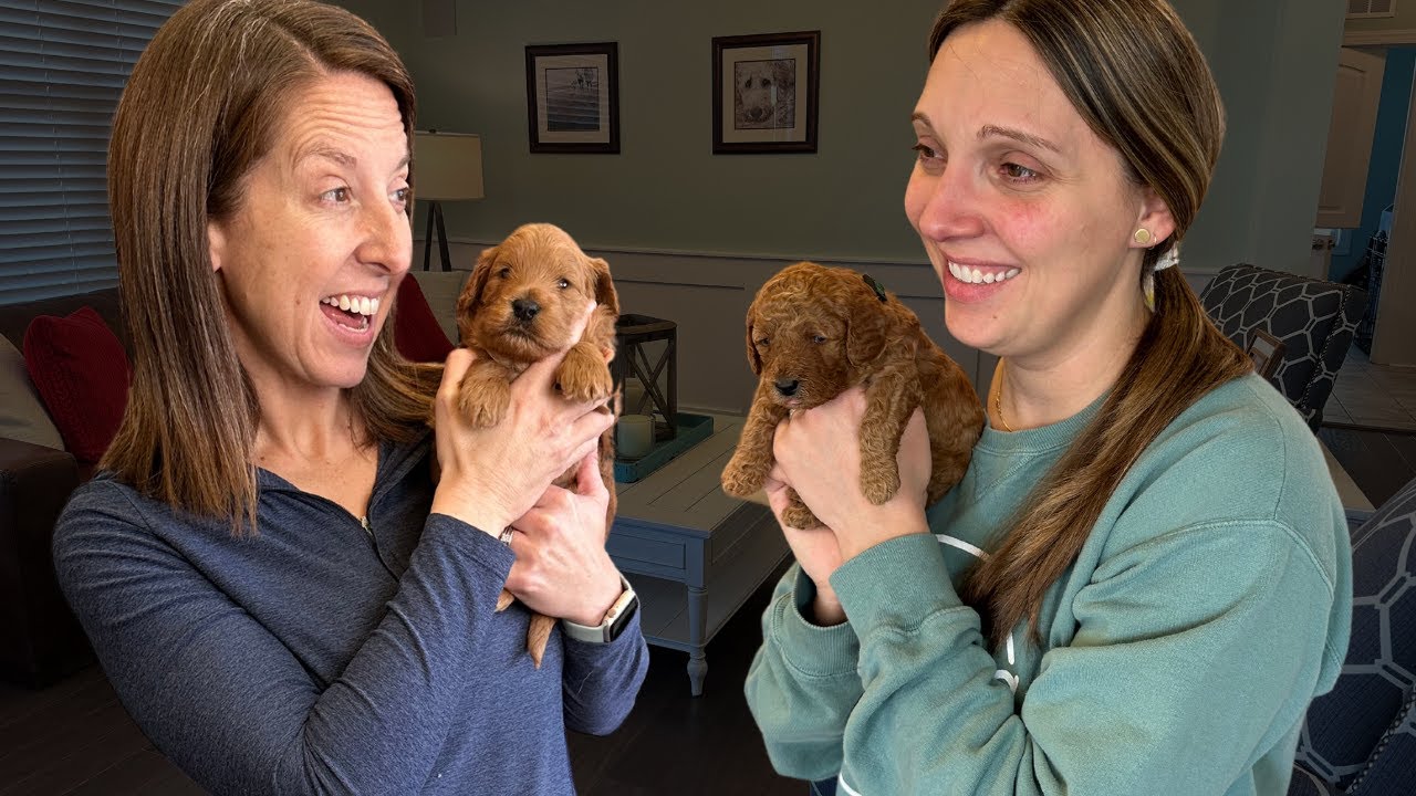Two Best Friends Expanding Dog Breeding Business - YouTube
