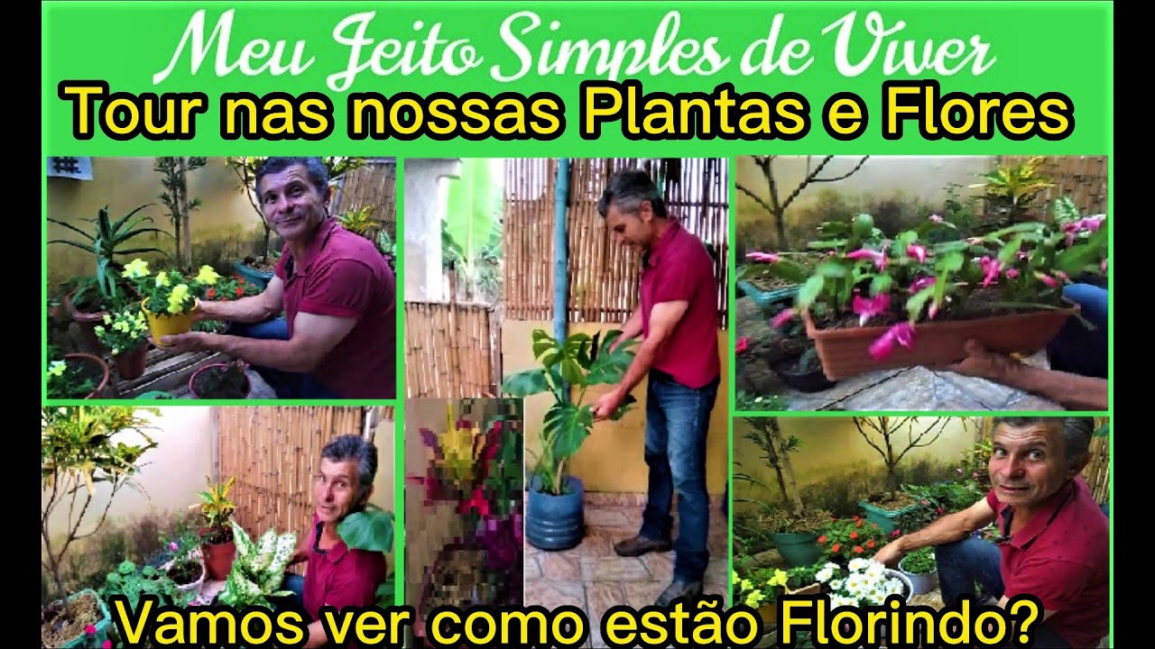 Tour nas nossas Plantas e Flores . Vamos ver como estão florindo ? # ...