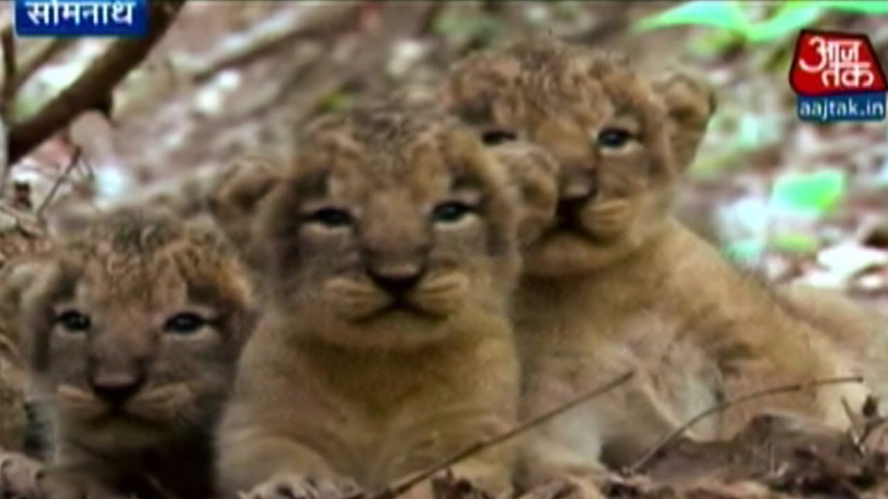 11 Lion Cubs Born In Gir Forest - YouTube