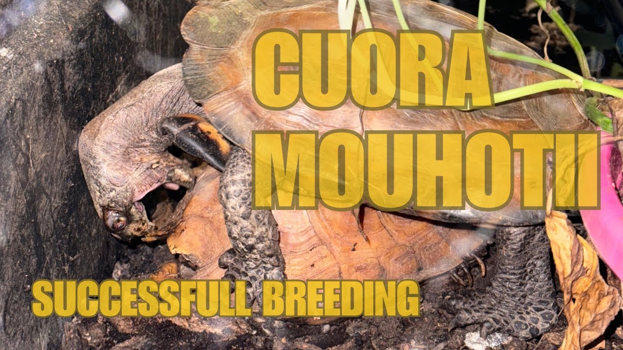 Keeled Box turtle (Cuora mouhotii mouhotii) - YouTube