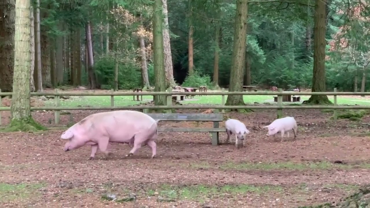 Pigs Where To Spot Pigs During Pannage Season In The New Forest New