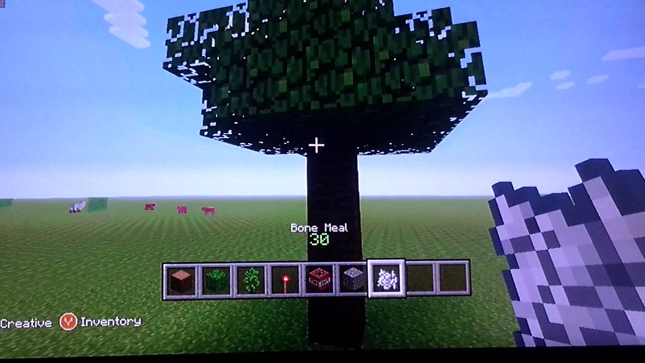 How to make a tree trap - YouTube