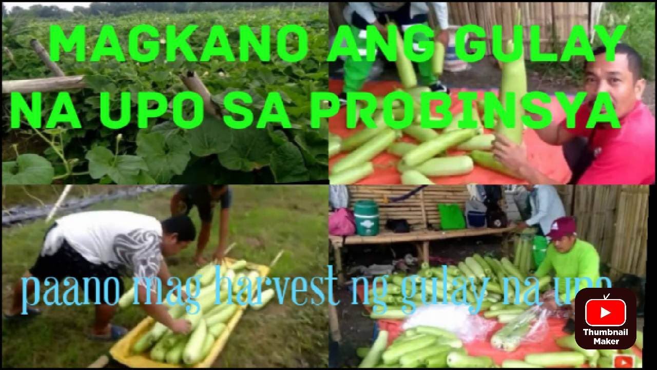 Buhay farmer taniman ng gulay sa Batangas. enero 1,2021 - YouTube