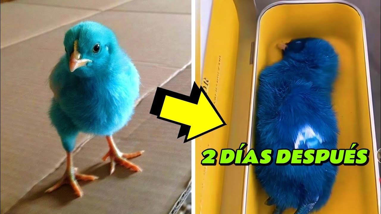 ¿Porque Los Pollitos de Colores mueren rápido? 💀🐥 - YouTube