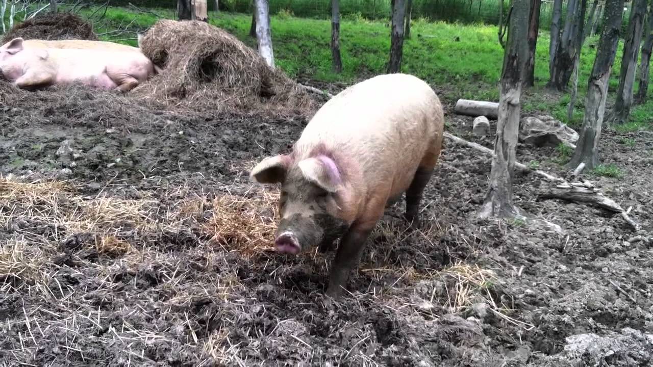Mona Lisa the Pig Enjoys a Stroll in the Mud - YouTube