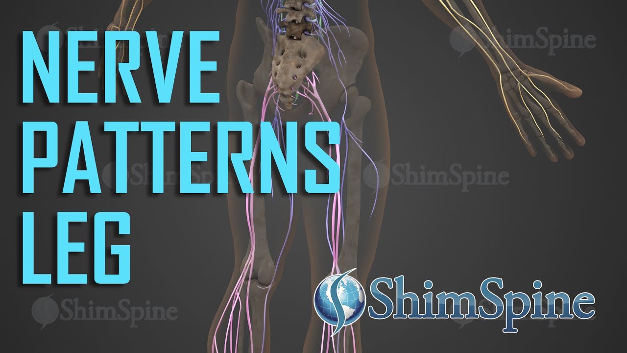 Nerve Patterns Leg - YouTube