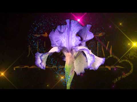 Поздравляем Аллу с днём рождения - Видео Открытка