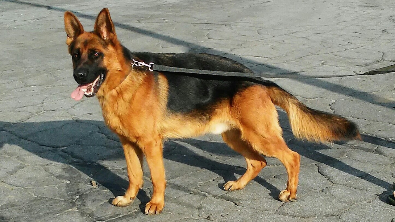 German Shepherd Vs Pug - YouTube