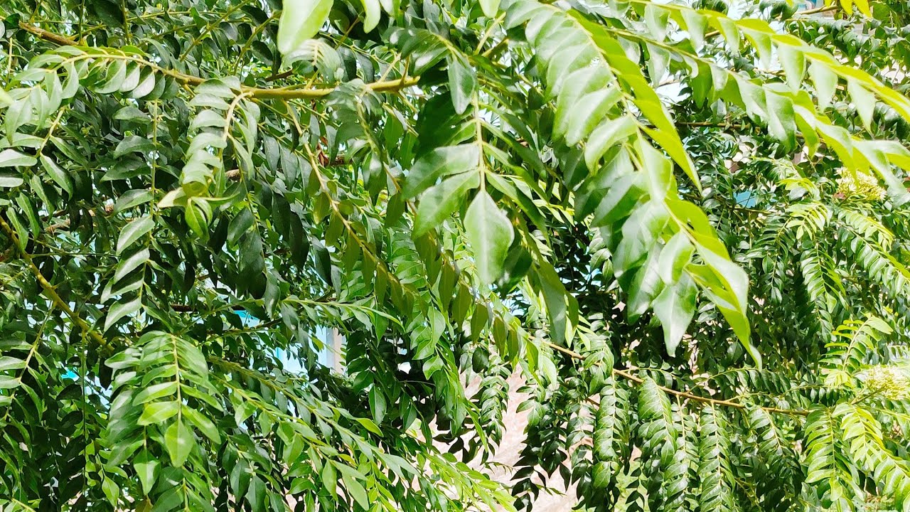 uses-of-curry-leaves-how-to-keep-curry-leaves