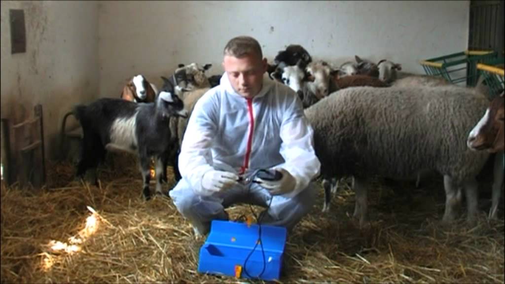 PREGNANCY DETECTOR SHEEP - YouTube