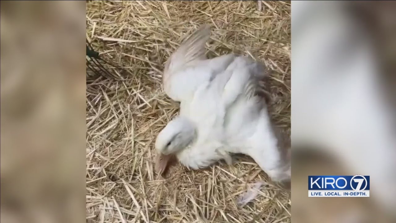 VIDEO: Disabled duck needs new legs - YouTube