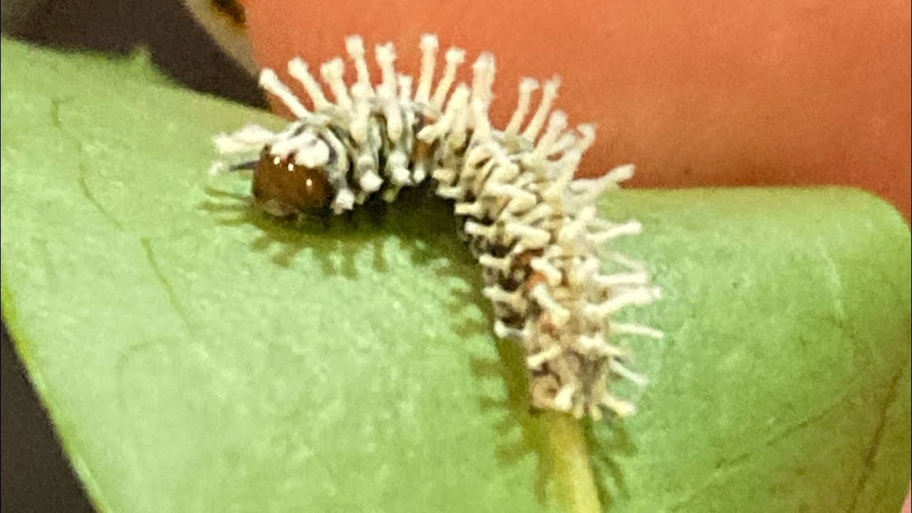 The fantastic Atlas Moth larvae (Attacus Atlas ). Care for stages L1,L2 ...