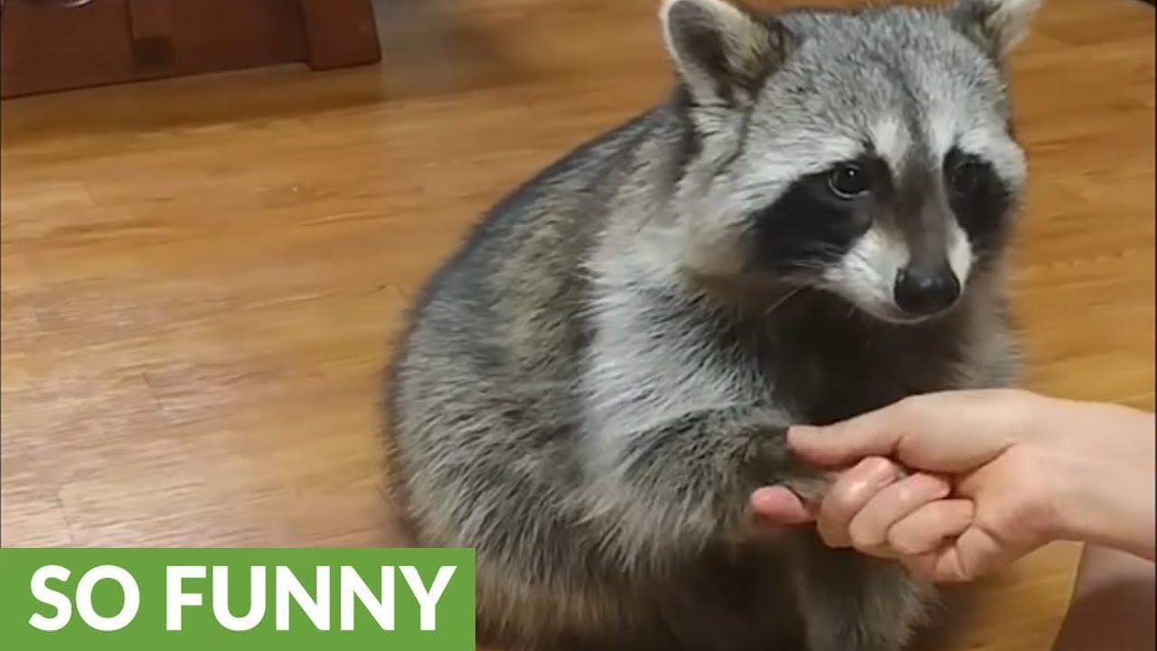 Raccoon shows off some impressive tricks - YouTube