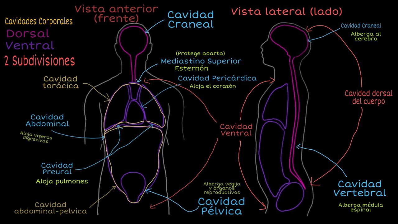 Cavidades Corporales (Explicación) - YouTube