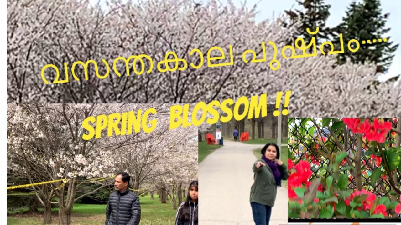 💕Ep-76-Spring Blossom /വസന്തകാല പുഷ്പം/Malayalam Vlog - YouTube