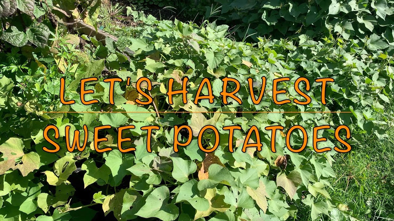 Sweet Harvest Part 1 2022 #50 - YouTube