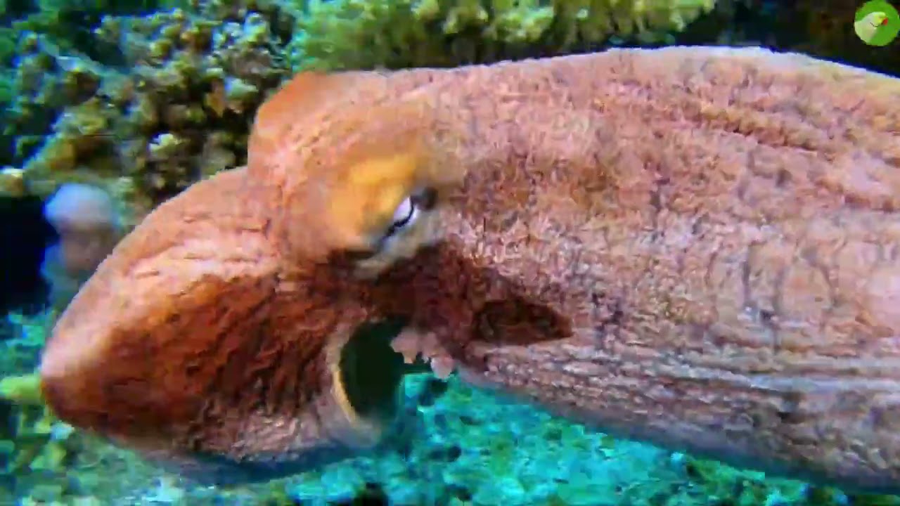 🐙Octopus Video With Relaxing Music 🐙 Beautiful Octopus in the Sea - YouTube