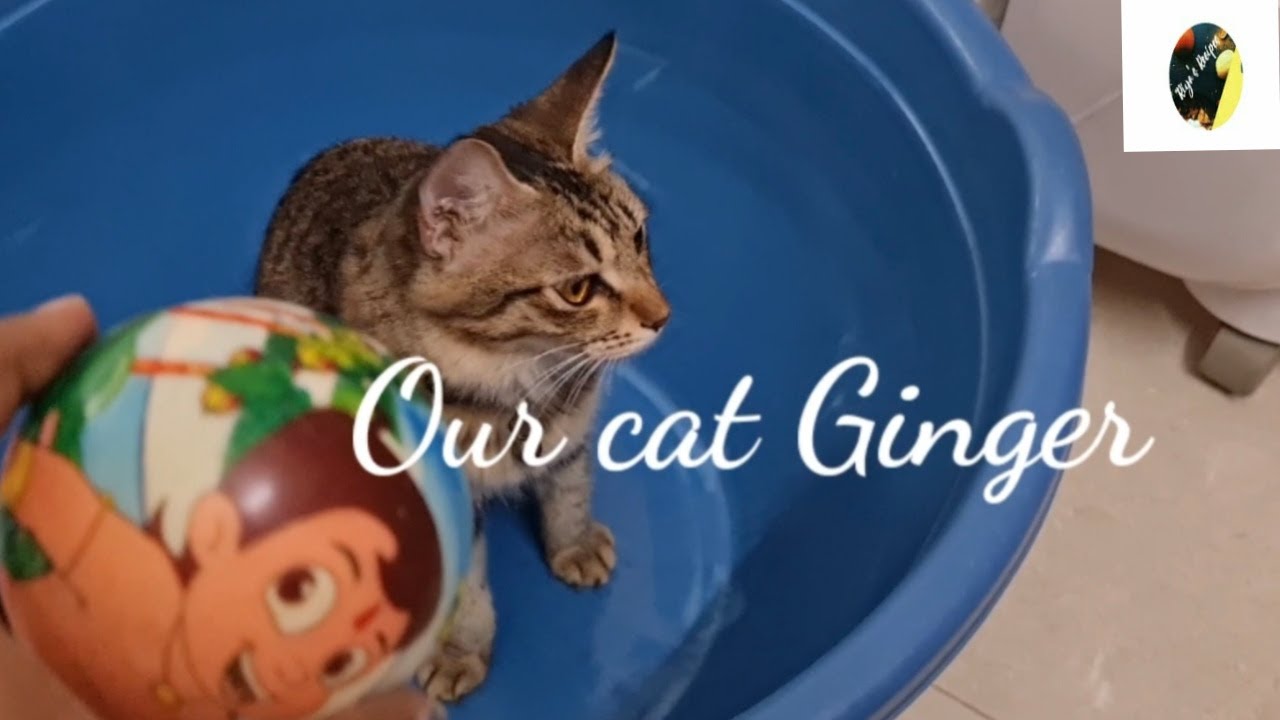 Our cat Ginger/Cat love/Cat loves foot massage/Riya's recipes and tips ...