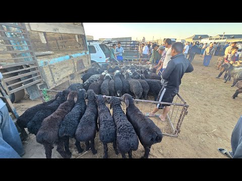 7 декабря 2025 г. ТУРТКУЛЬ КУЙ БОЗОР НАРХЛАРИ