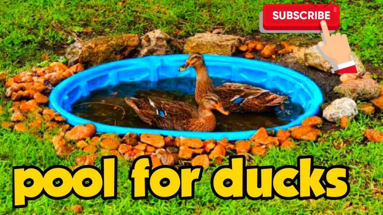 pool for ducks | best idea of making pool - YouTube