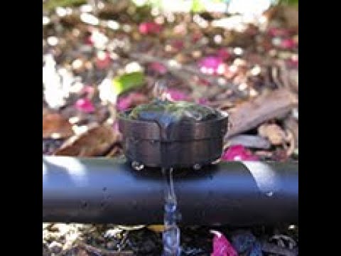 Live Demo: Gravity-Fed Drip Irrigation with Bubbler Emitters - YouTube