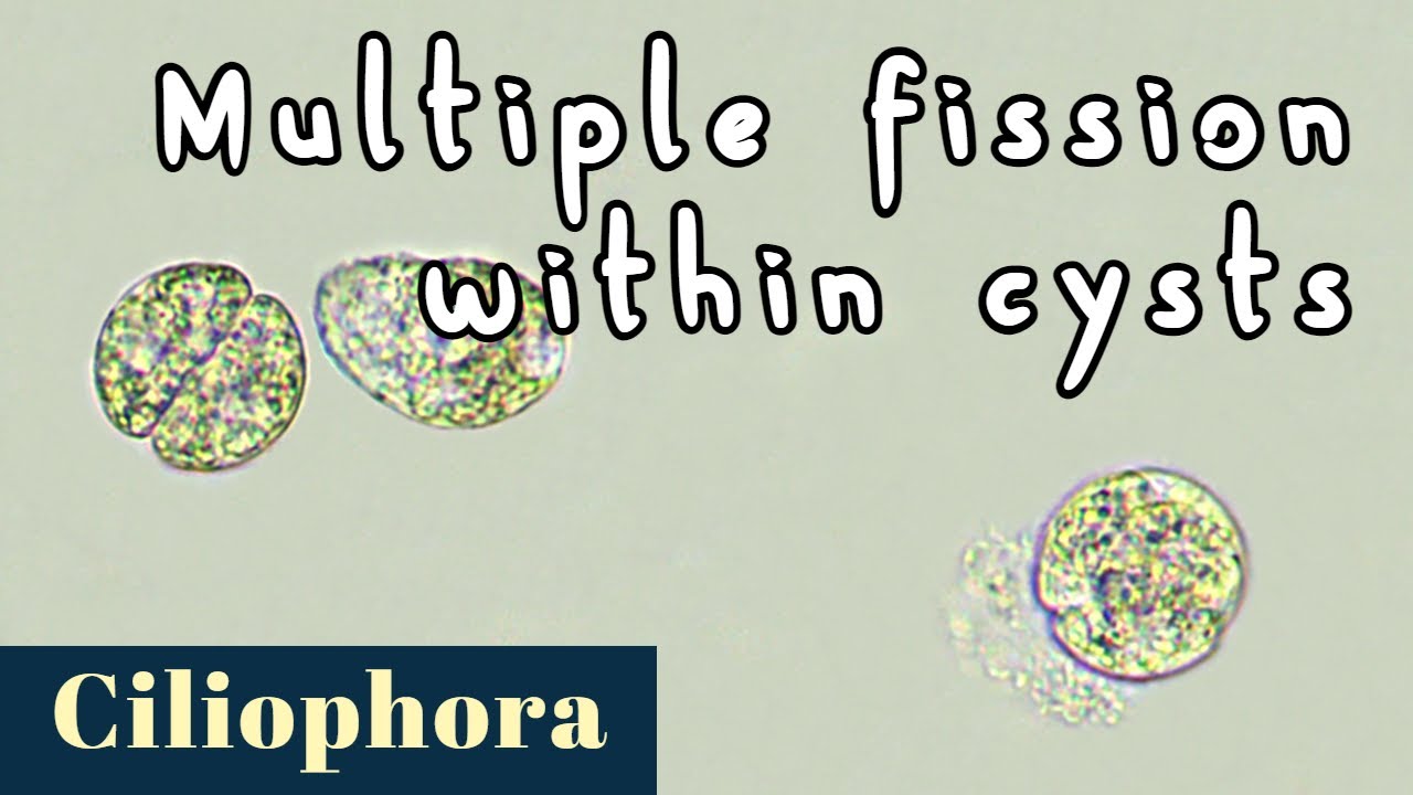 Multiple fission within cysts (Colpodidae/Ciliophora or Ciliate) - YouTube
