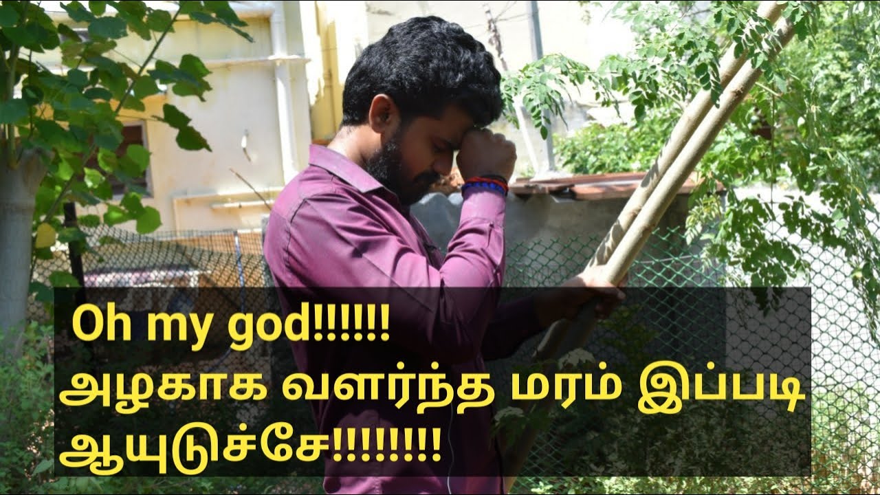 #How to regrowth the #moringa tree (murungai maram) -- ep#11 - YouTube