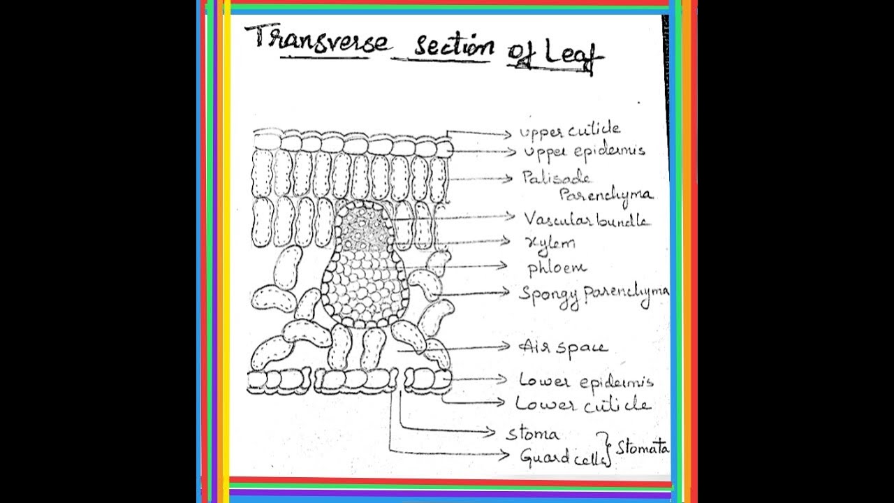 Transverse Section of leaf 🍃🌿 - YouTube