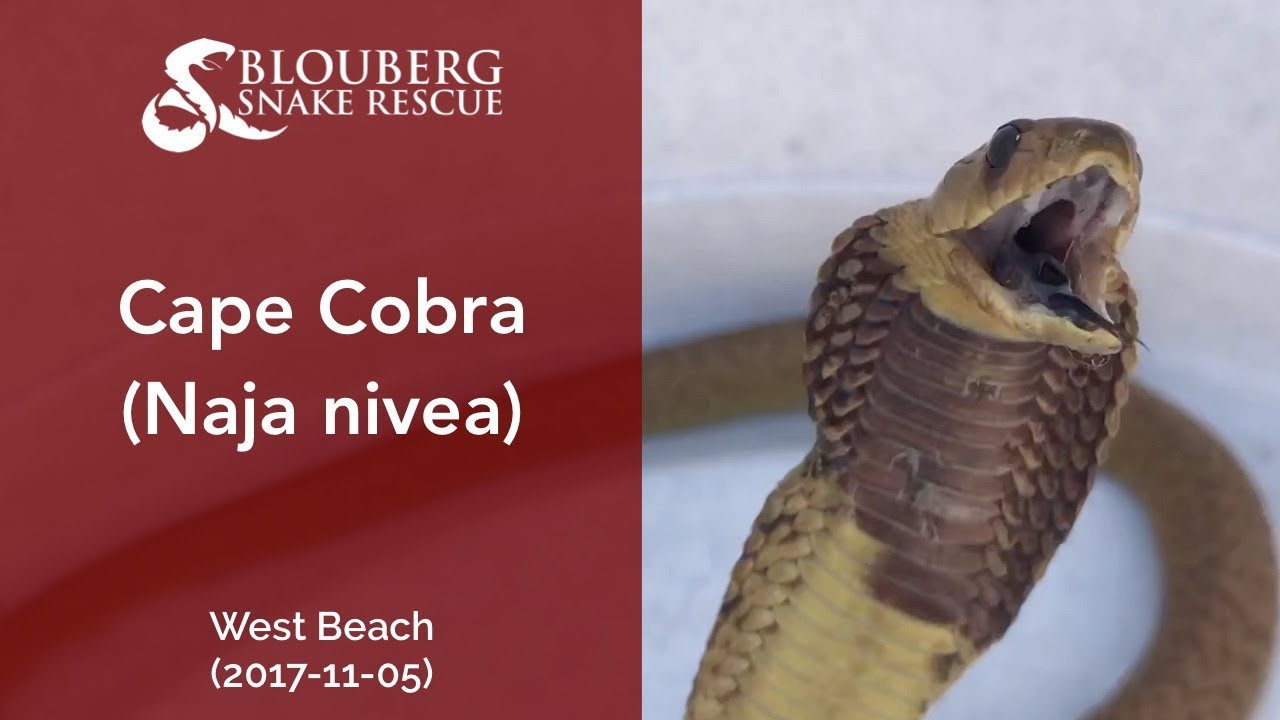 Cape Cobra South Africa