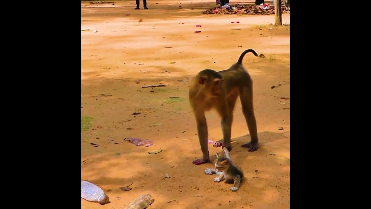 Unbelievable! Monkey Liza caught a cat to provide companionship for her ...