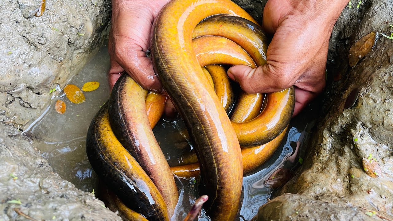 Amazing Eel Fishing Video | Secret Muddy water Eel Fishing Tips And ...