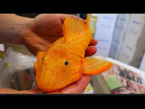 UNBOXING tropical fish from BRAZIL lots of RARE AND AWESOME PLECOS ...