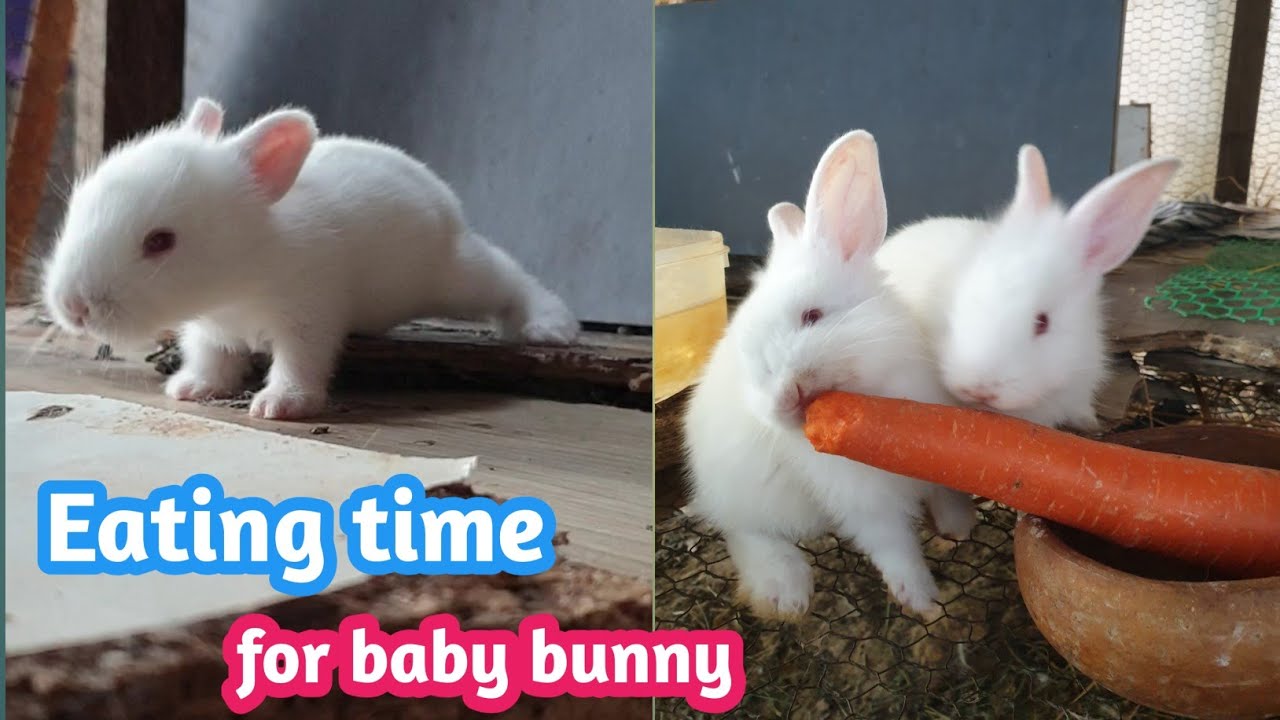 Adorable Baby Bunny eatting carrots🥕🪹 - YouTube