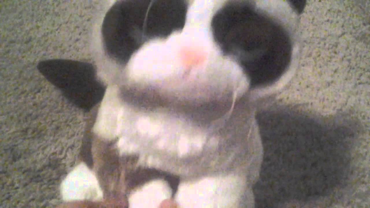 Ask grumpy cat trailer - YouTube