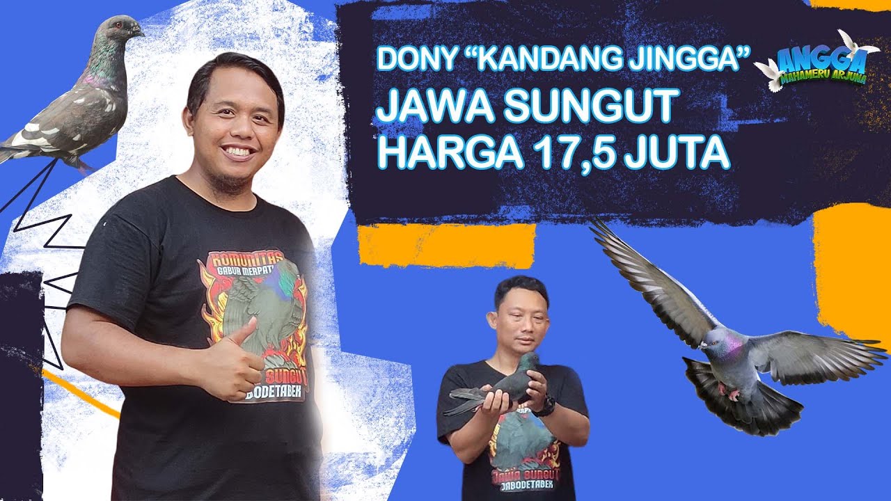 Bedah Koleksi Jawa Sungut Kandang Jingga Utama - YouTube