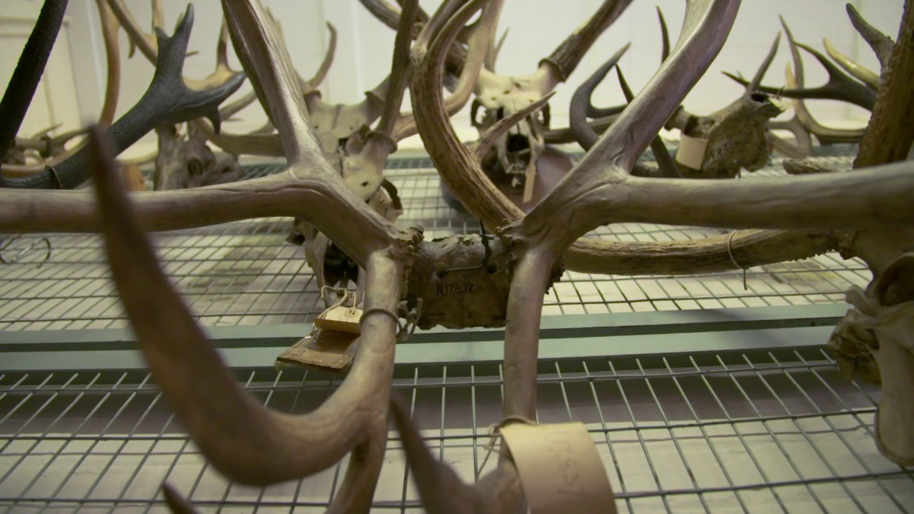 Eureka Moments: Professor Tim Clutton Brock - YouTube