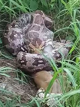 Very big snake eating monkey 2 - YouTube