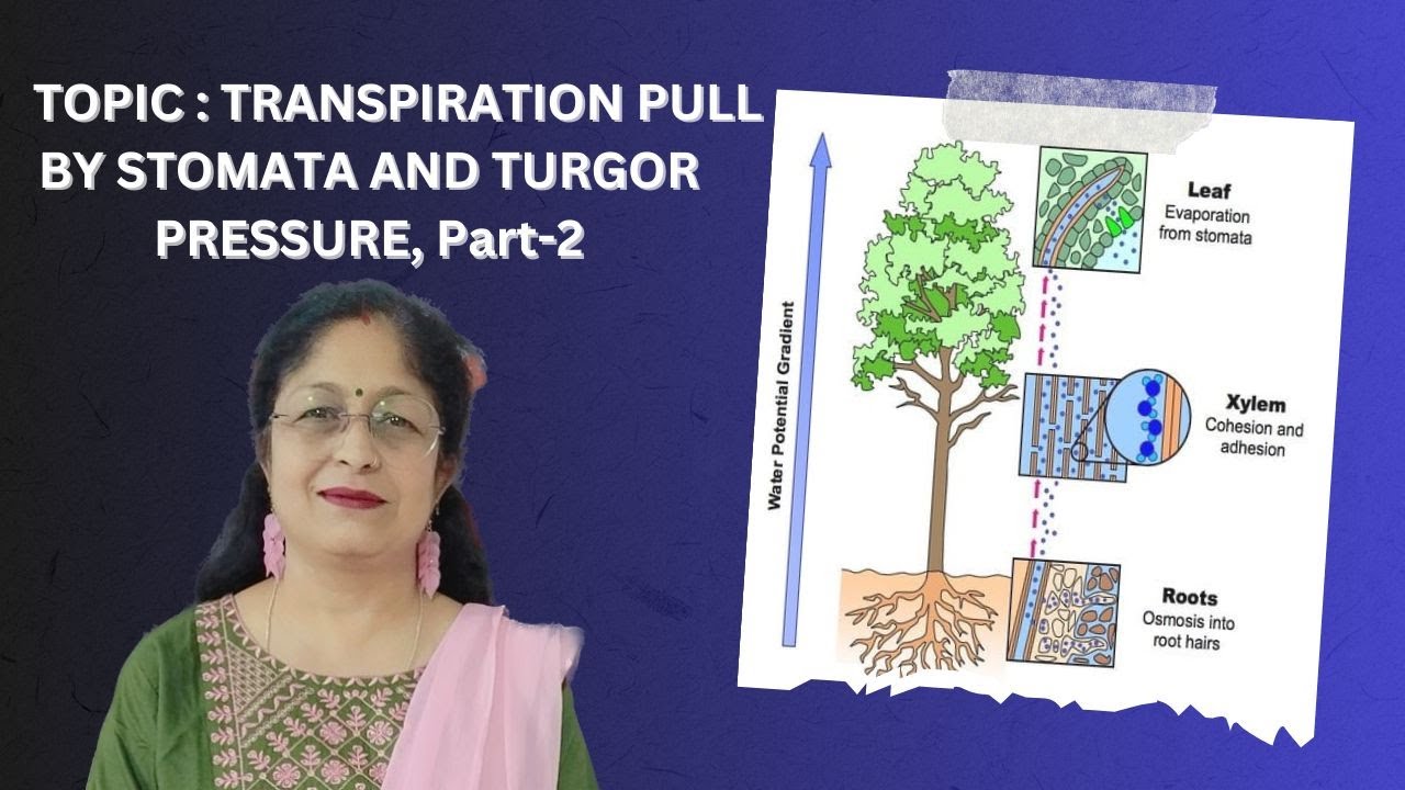 TOPIC : TRANSPIRATION PULL BY STOMATA AND TURGOR PRESSURE, PART-II ...