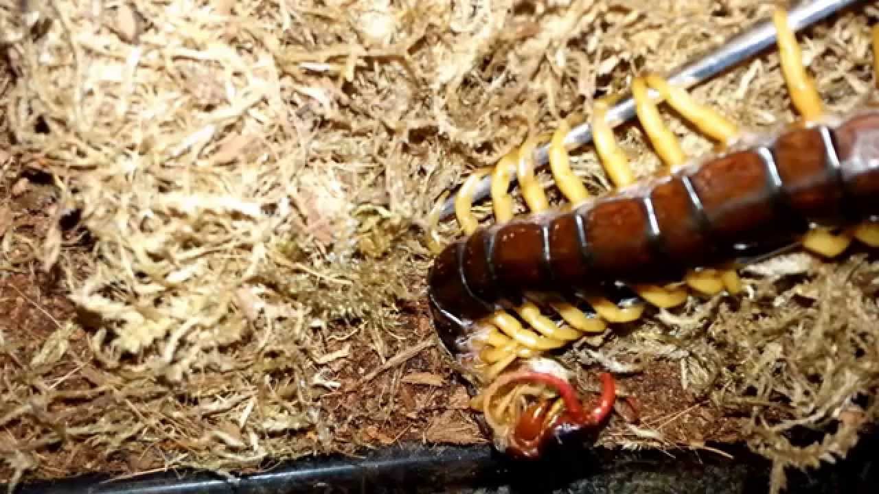My pet Vietnamese Giant Centipede (Scolopendra subspinipes) eating a ...