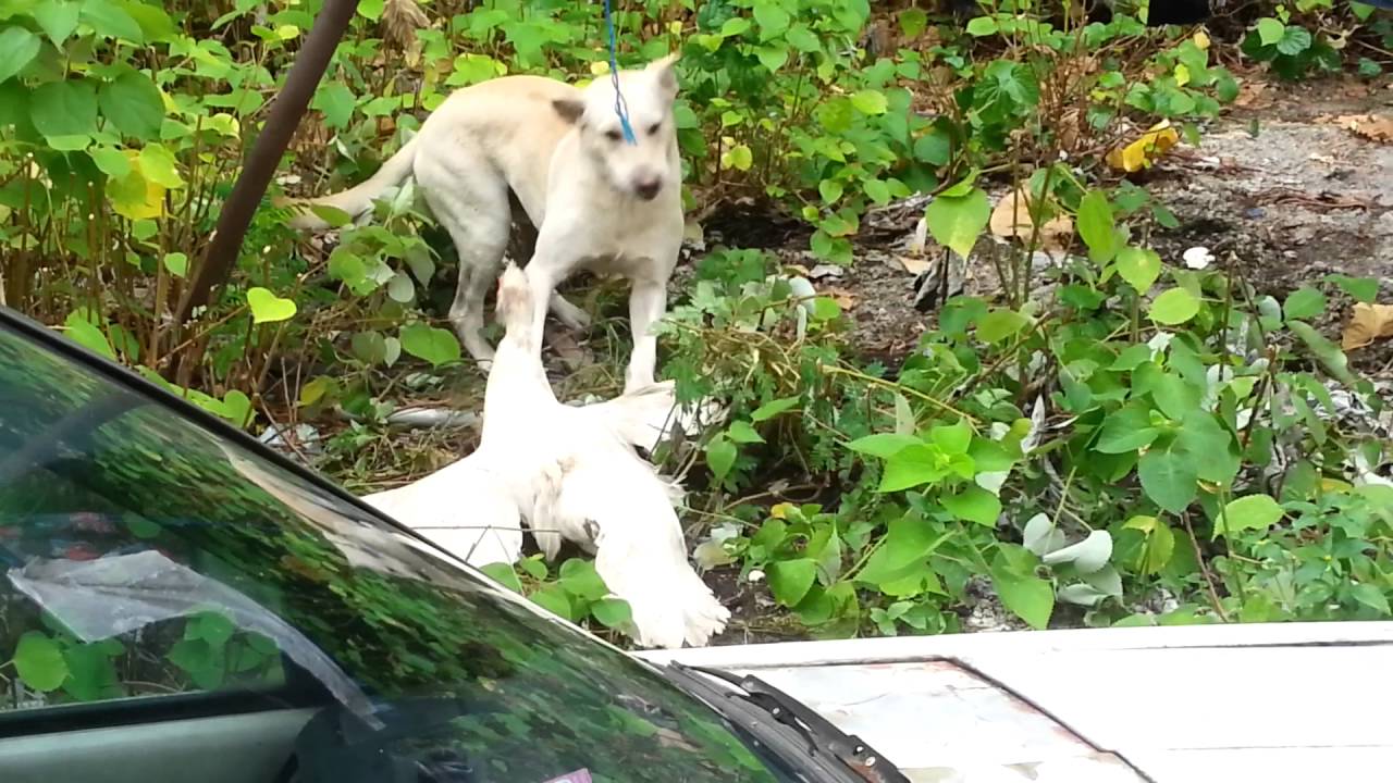Muscovy duck friendly fight with dog(1) - YouTube