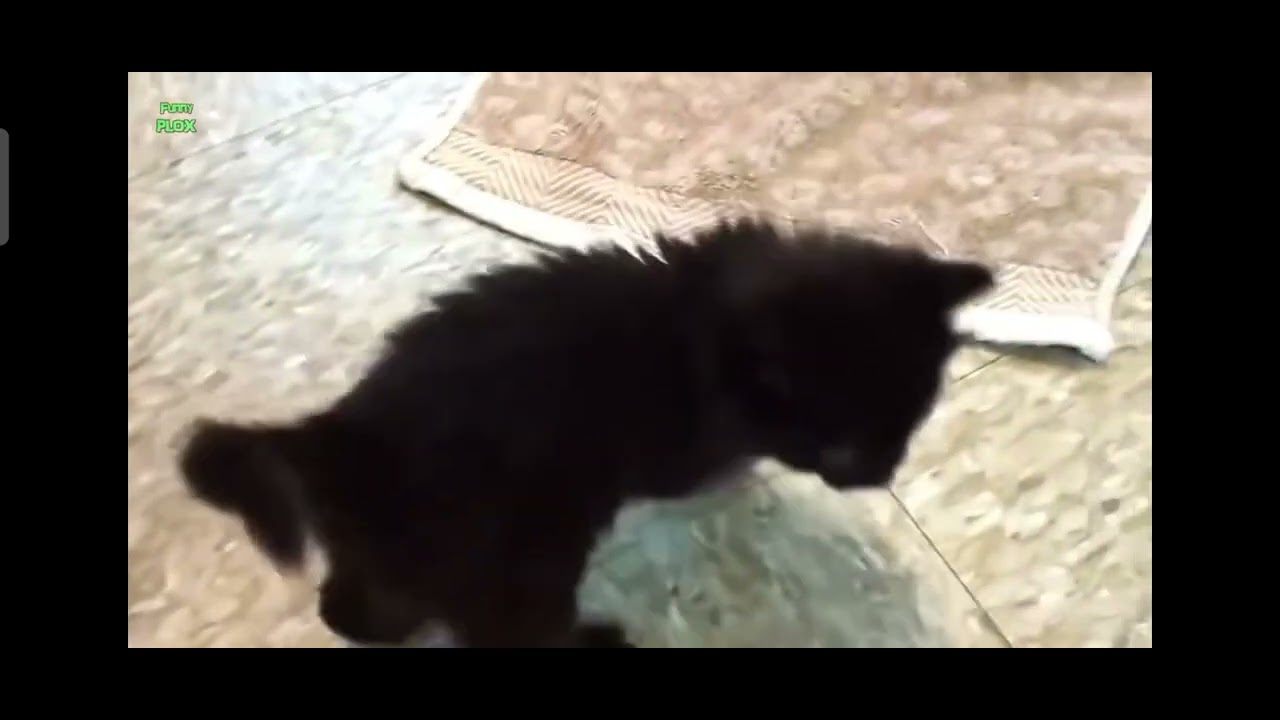 Cat being sus - YouTube