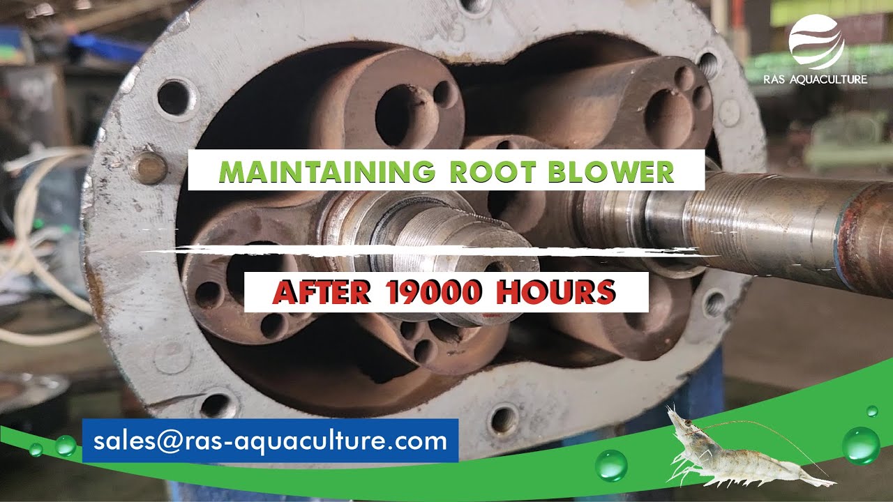 How to Maintain Your Root Blower: Essential Tips for Peak Performance ...