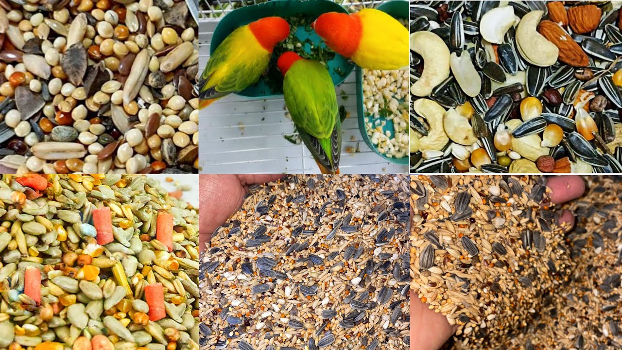 ১৫ পদের খাবার দিয়ে লাভবার্ডস কোকাটেল পাখির VIP সিডমিক্স তৈরি 🥵 Birds ...