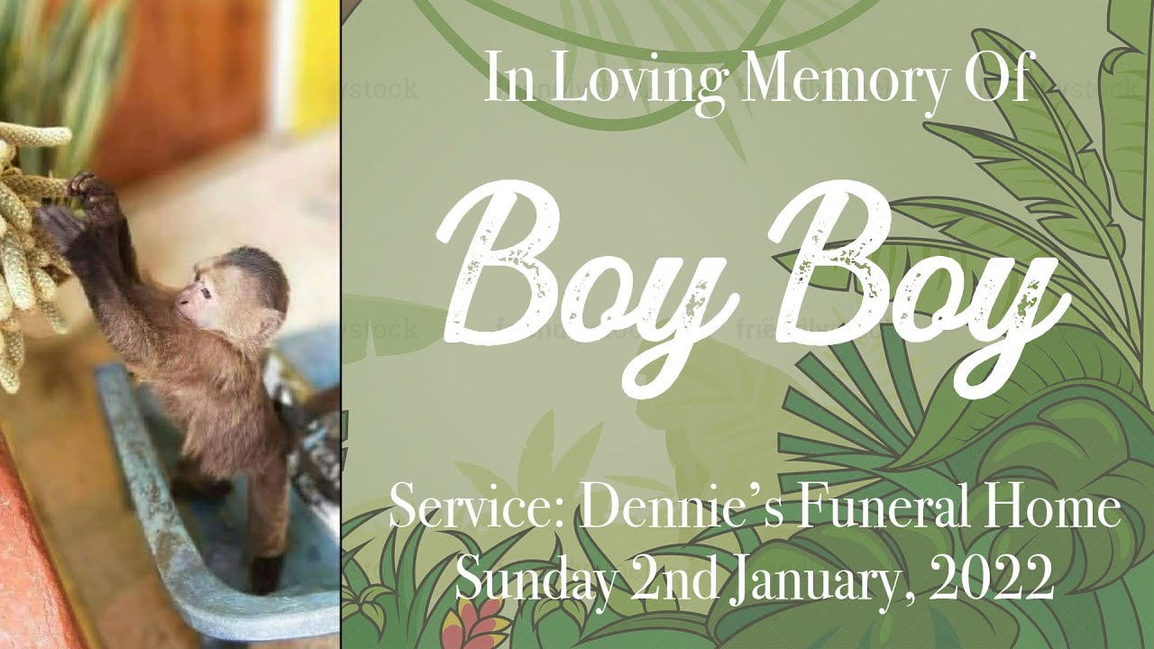 In Loving Memory Of Boy Boy - YouTube