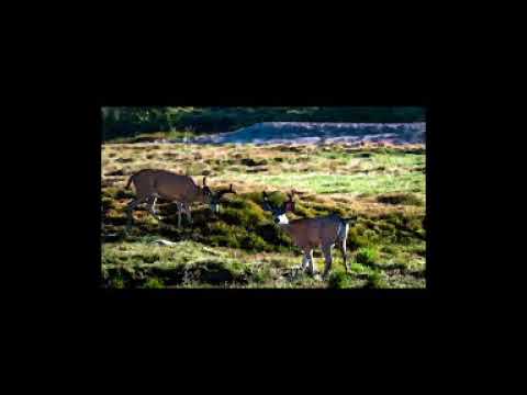 Jennifer Pringle ODBP Episode mixdown - YouTube