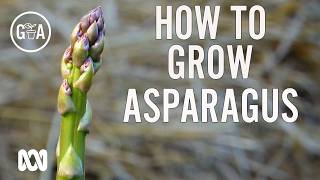 🌱 Want to grow asparagus that produces for decades? | Gardening Australia
